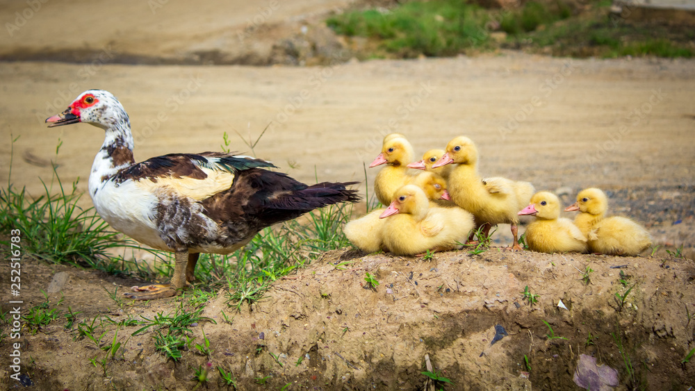 pata y sus patitos Stock Photo | Adobe Stock