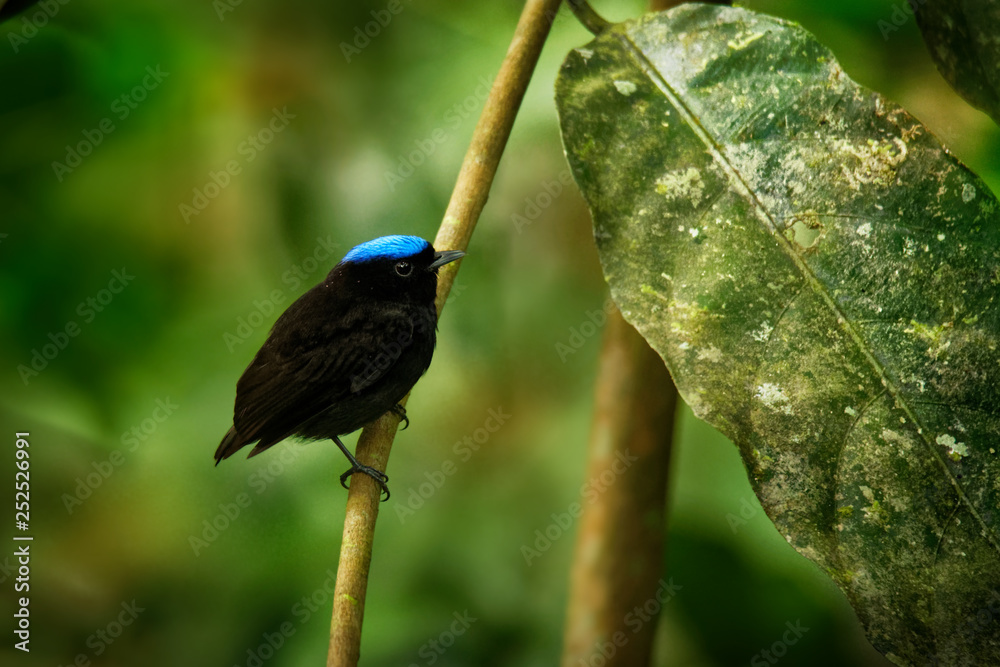 Blue-crowned manakin - Lepidothrix coronata bird in the Pipridae family ...