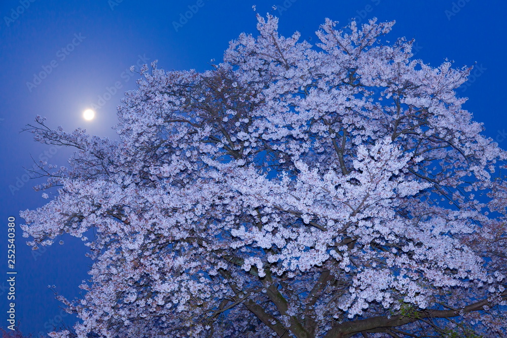 満月と満開の桜 Stock Photo | Adobe Stock