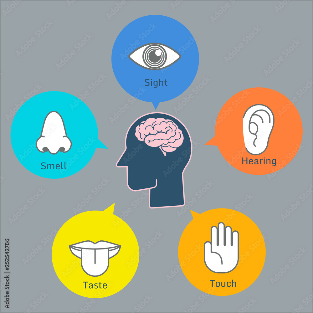 Colorful five human senses illustration infographic presentation Stock ...