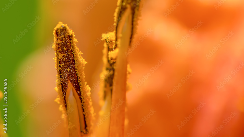 Detailed closeup macro of stamen and pollen from orange wildflower ...
