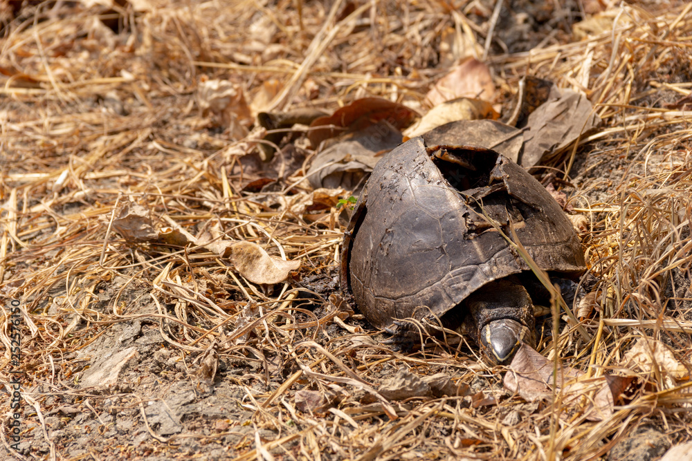 The remains of turtles die because of being overlaid. Its carapace ...