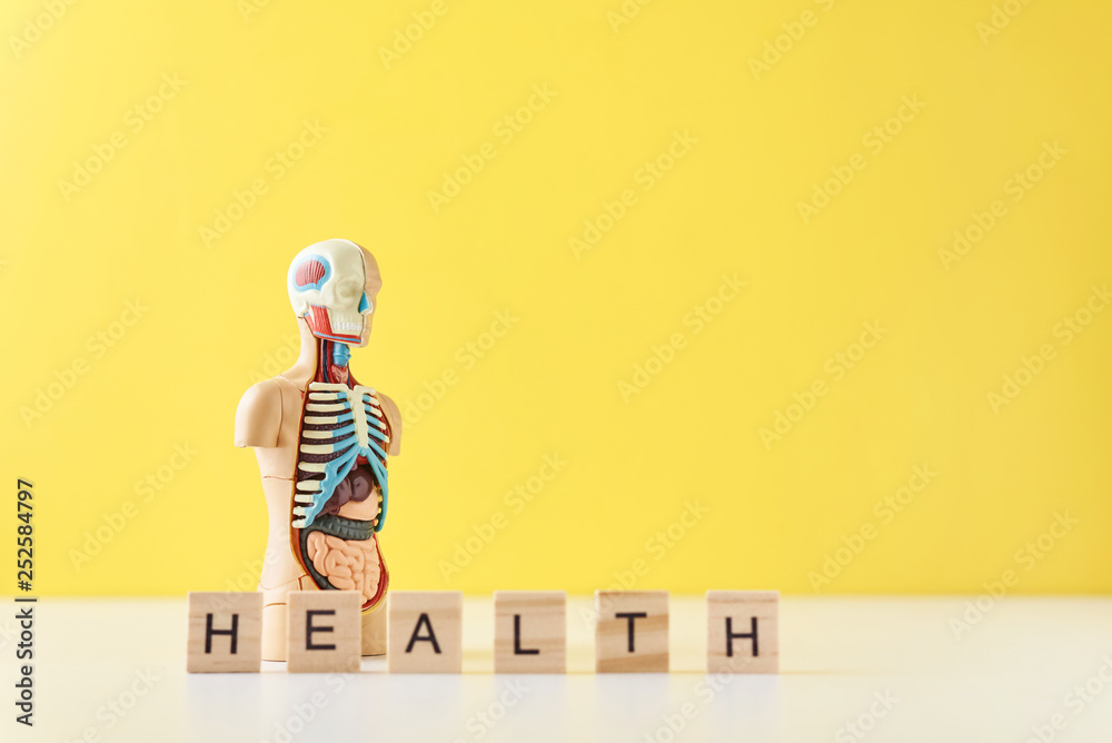 Human anatomy mannequin with internal organs and word HEALTH on a ...