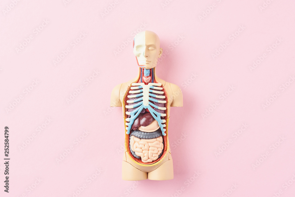 Anatomical model of human body with internal organs on a pink ...