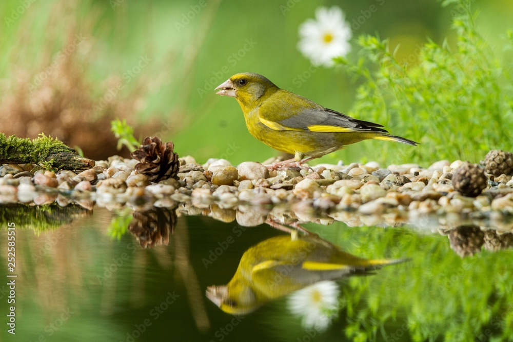 Green finch sitting on lichen shore of water pond in forest with ...
