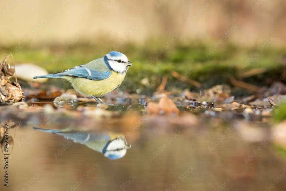 Blue tit sitting on lichen shore of pond water in forest with bokeh ...