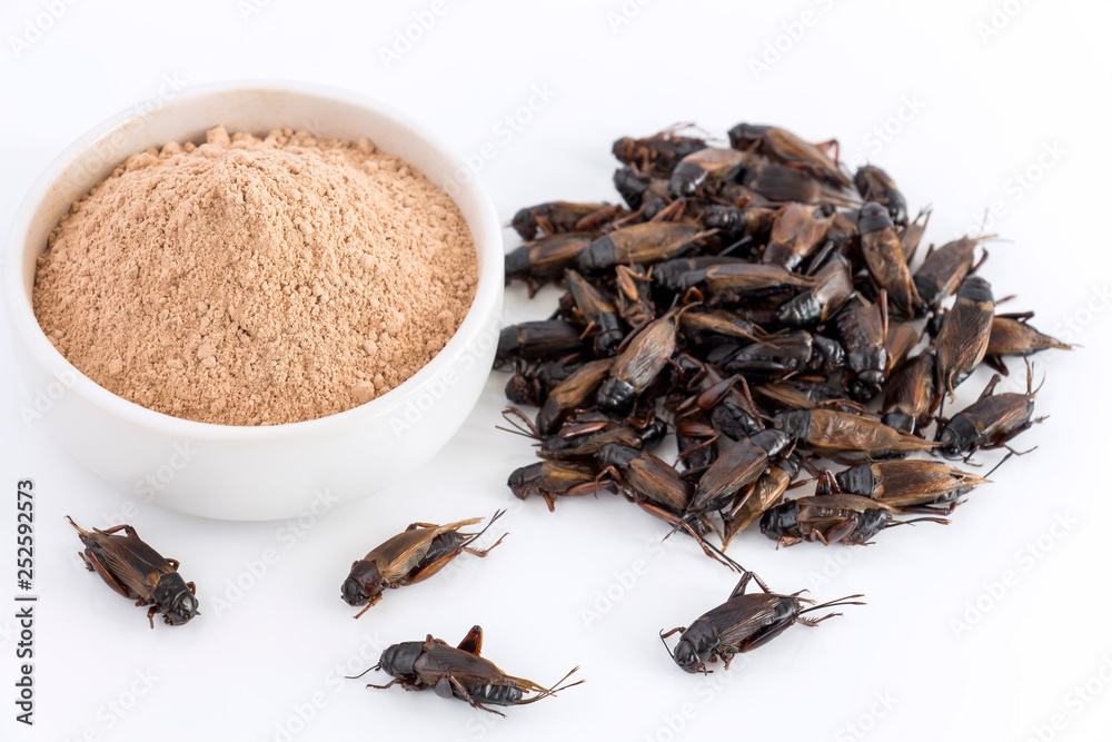 Cricket powder insect and pile Gryllus Bimaculatus for eating as food ...