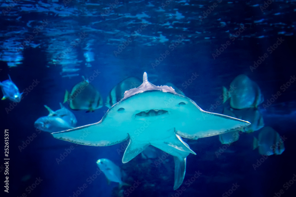 Southern stingray- DASYATIS AMERICANA in tropical coastal water of ...