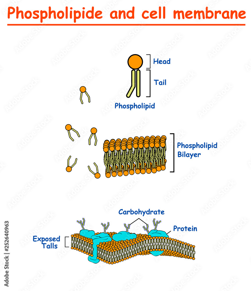 Phospholipides and Cell mambrains. cell membrane structure diagram info ...