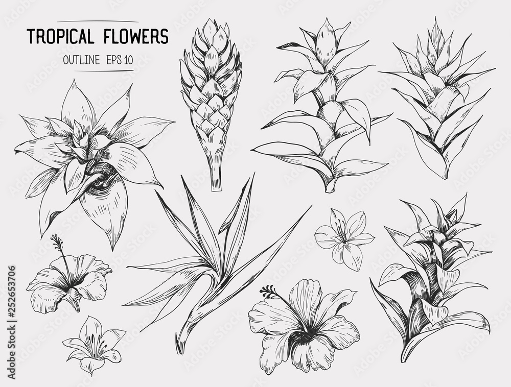 Tropical Flower Drawing Vectors | Best Flower Site