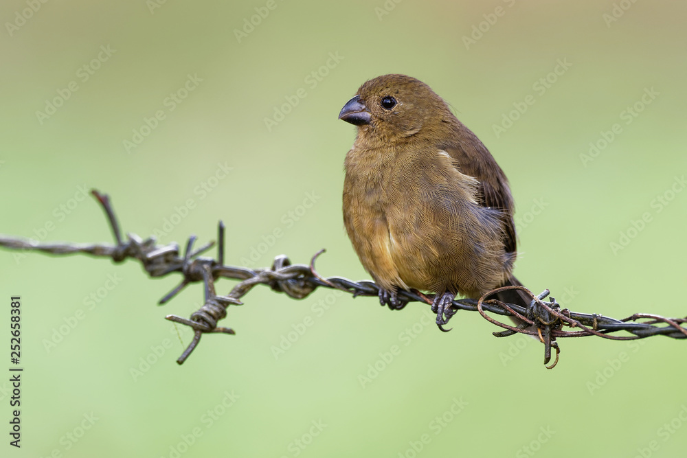 Black (Variable) Seedeater - Sporophila corvina passerine bird which ...