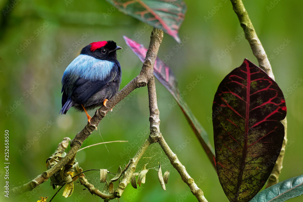 Manakin Species