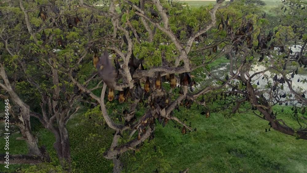 Fruit bat trees. Tissamaharama, Sri Lanka. Stock ビデオ | Adobe Stock