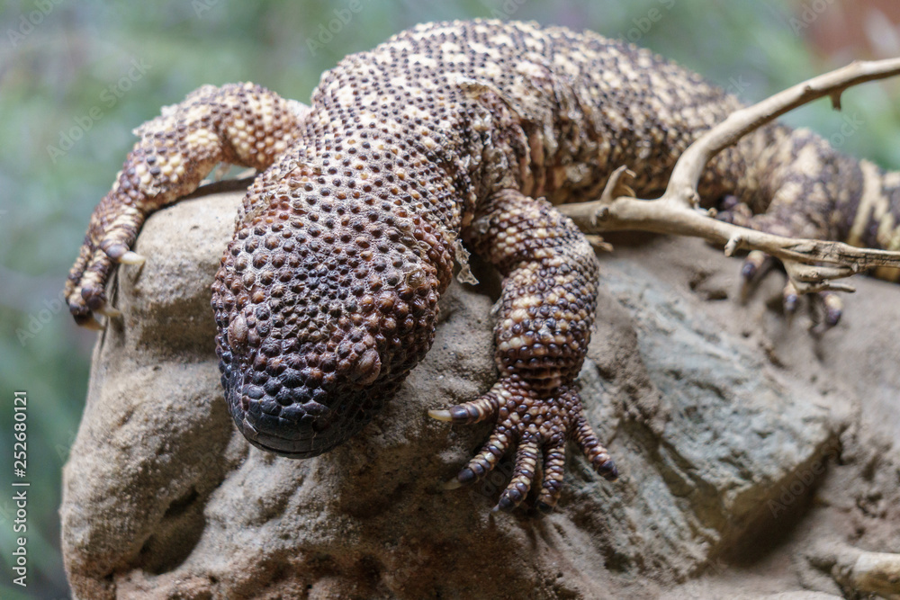 Rare beaded lizard Stock Photo | Adobe Stock