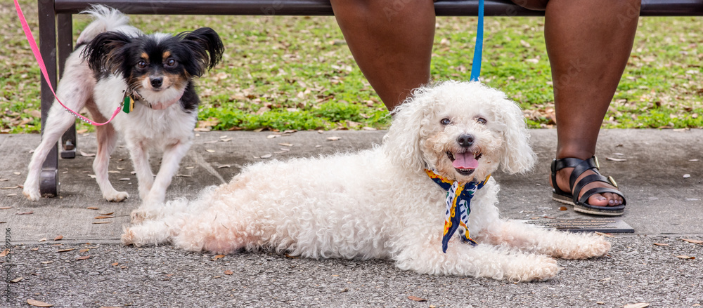 Papillon Toy Poodle Mix