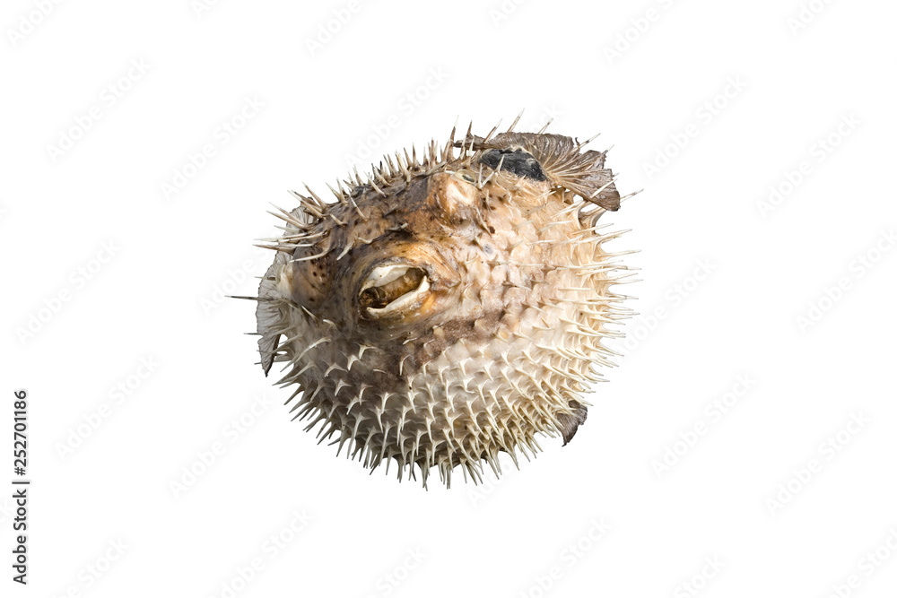 Hedgehog Fish