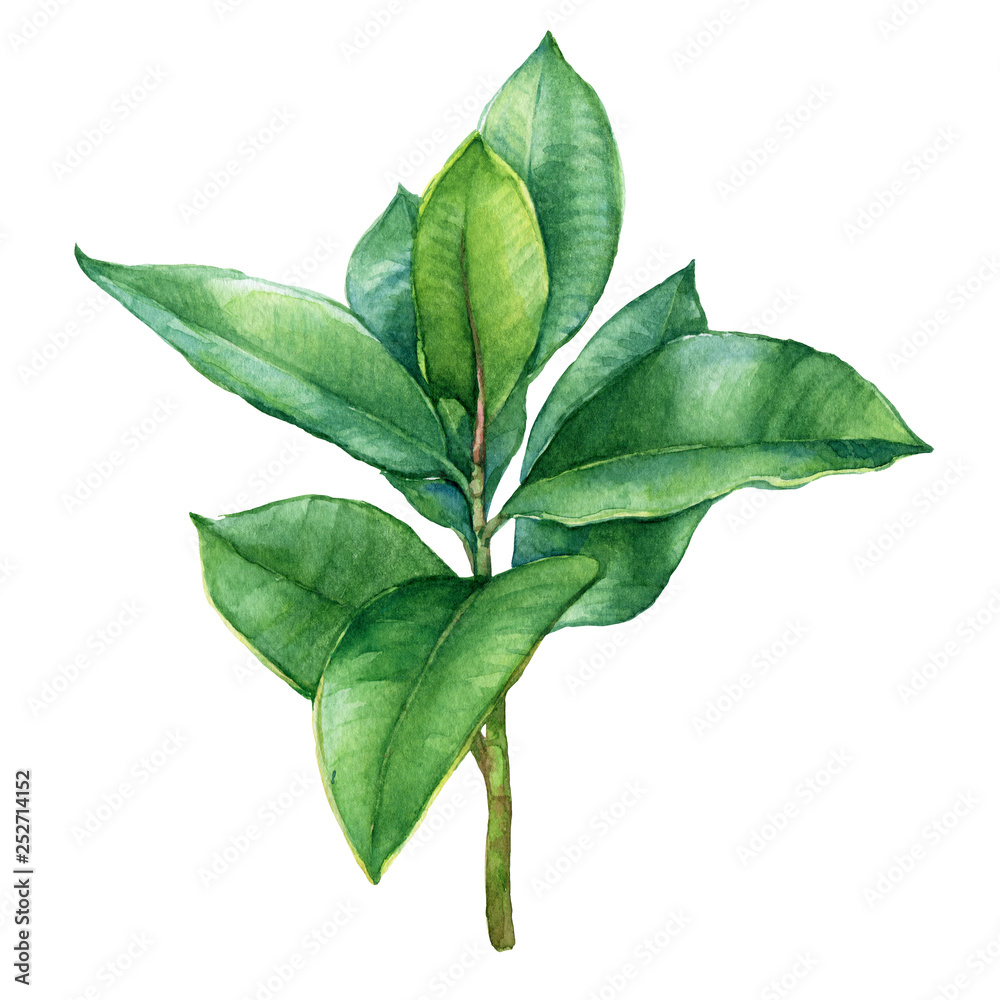 Home plant Ficus elastica or rubber tree. Leaves of tropical plants ...
