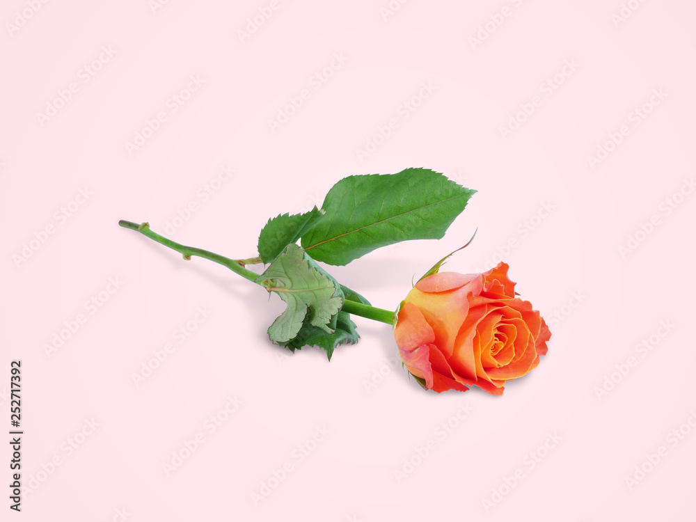 Single Orange Rose