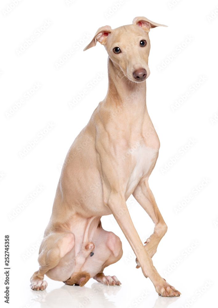 White Greyhound Dog