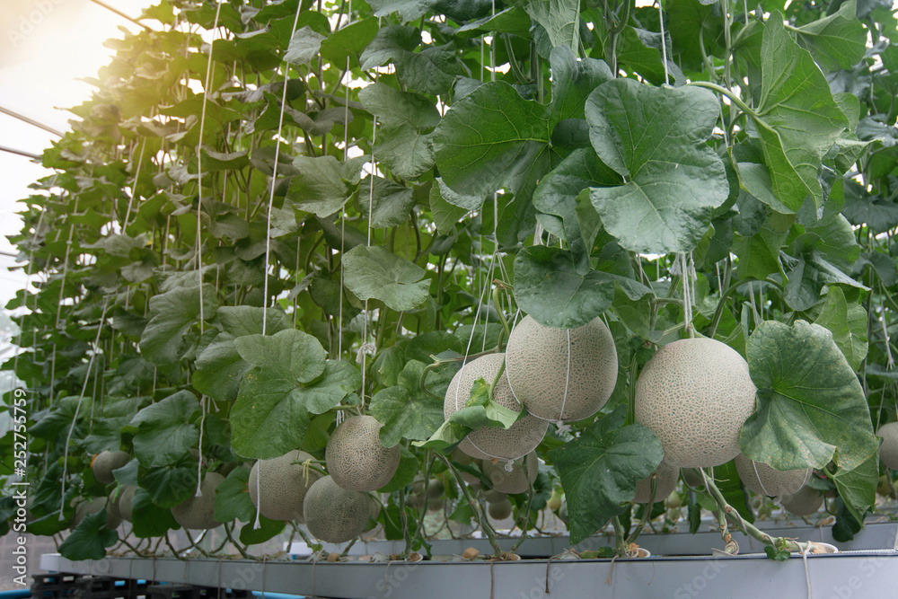 Melons fruit in a greenhouse holding supported by string melon nets in ...