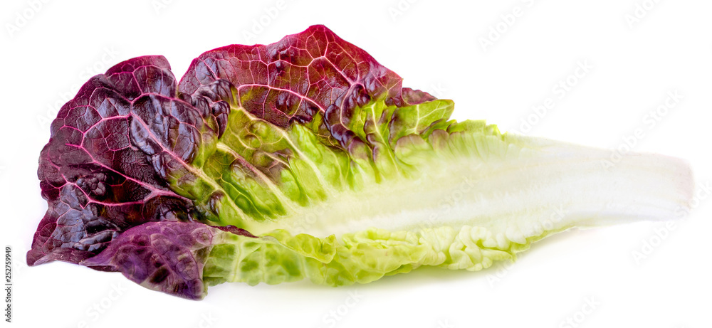 Types Of Purple Lettuce