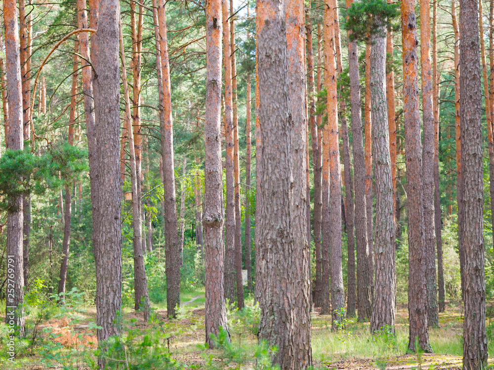 spruce forest, pinery, pine forest, Pine Tree, Fairy Forest. Forest ...
