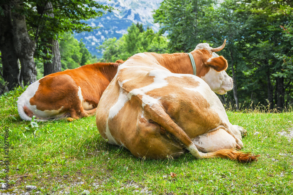 Big butt cows laying and resting on a green grass high in the mountains ...