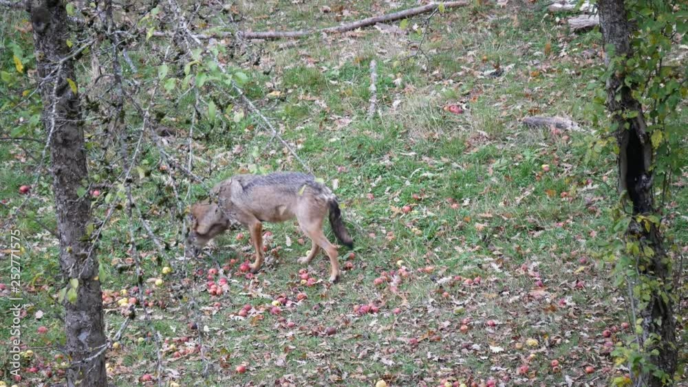 Natural reserve of wolves, Villetta Barrea, National Park of Abruzzo ...