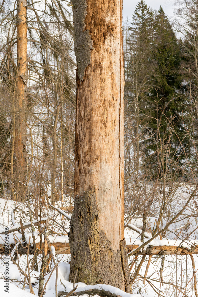 Spruce Beetle Damage