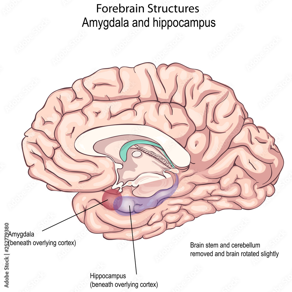 Forebrain Structures. regulating emotional states. emotional disorder ...