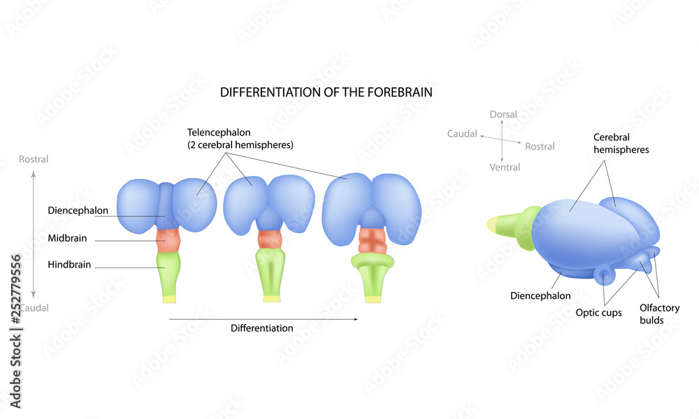Telencephalon Diagram