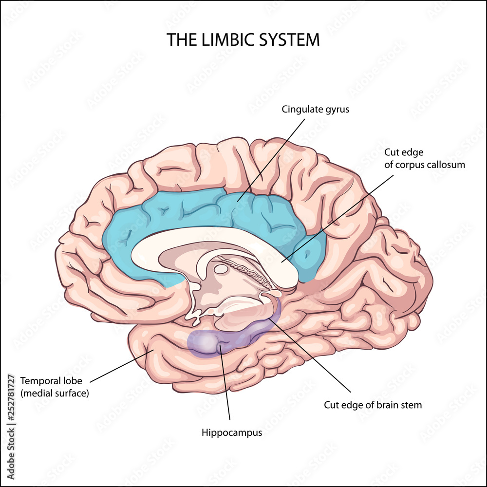 Limbic System And Emotion