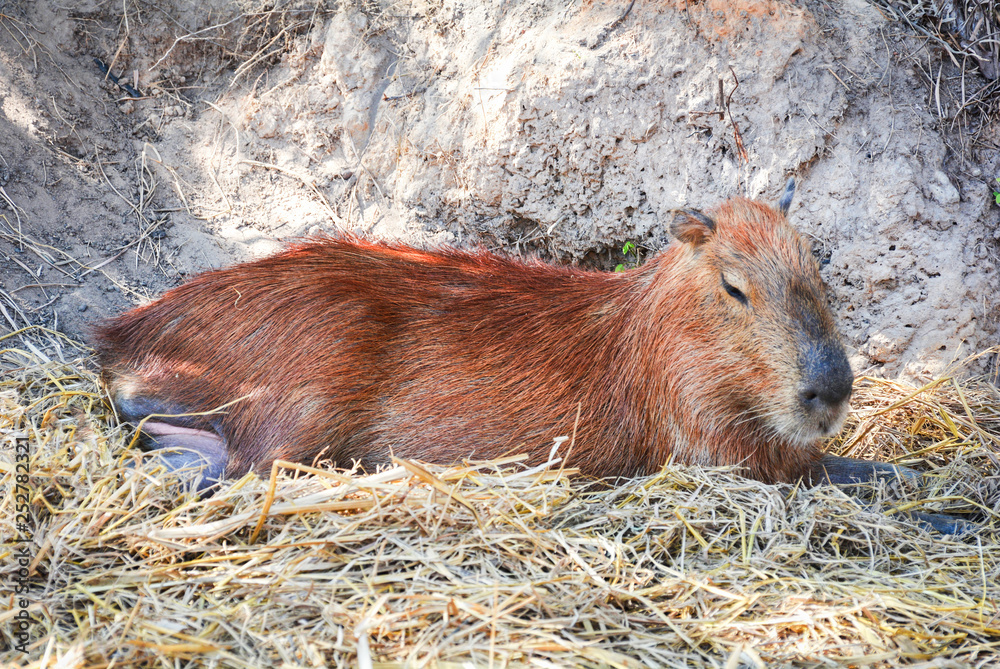 Capybara lying on ground on summer day in the capybara farm at national ...