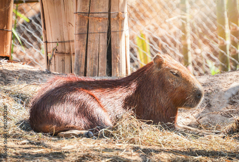 Capybara lying on ground on summer day in the capybara farm at national ...