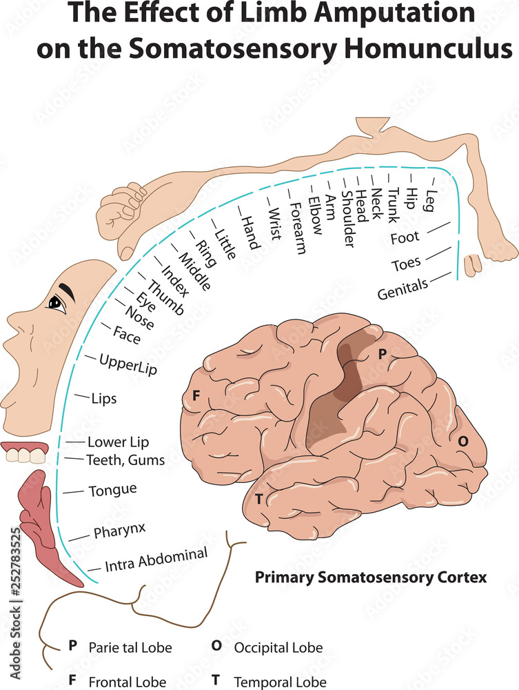 Primary Somatosensory Cortex. The Effect of Limb Amputation on the ...