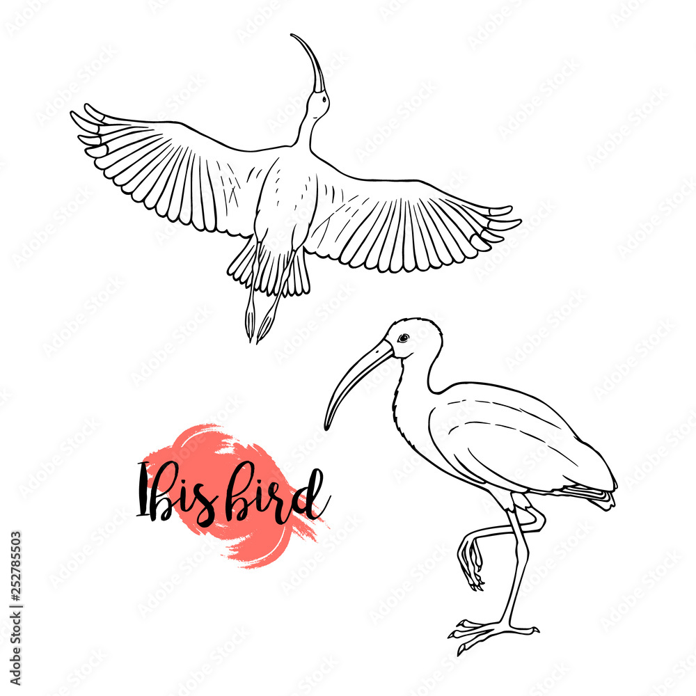 Hand drawn ibis. Linear style. Vector line drawing Stock Vector | Adobe ...