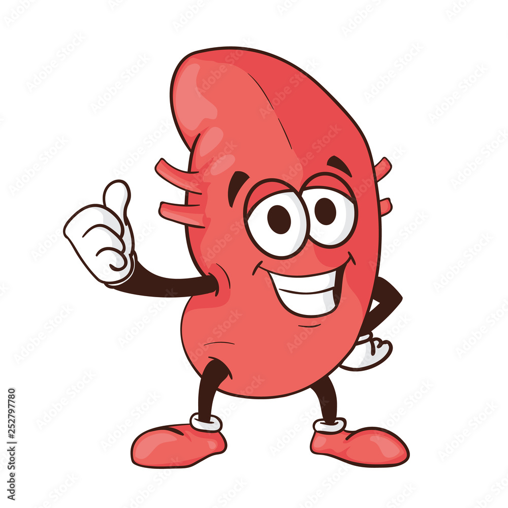 Vector kidney cartoon human body health organ smiling mascot character ...