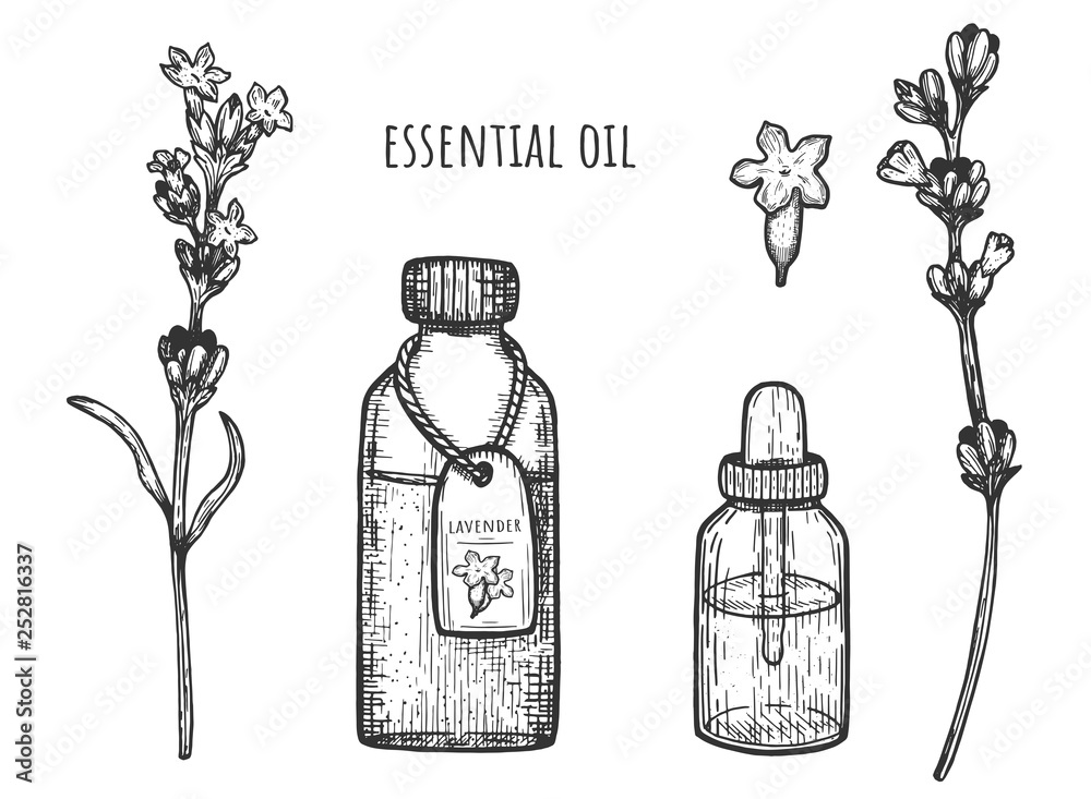 Essential oil of lavender. Freehand drawing. Vector illustration ...