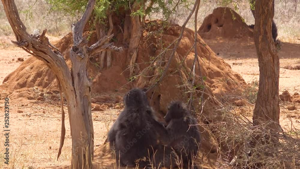 Two baboons groom each other on the African plain with large termite ...
