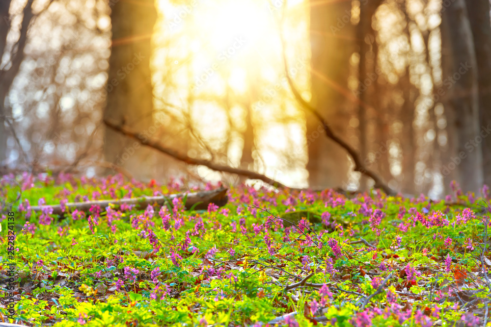 Scenic magical spring forest background of violet hollowroot Corydalis ...