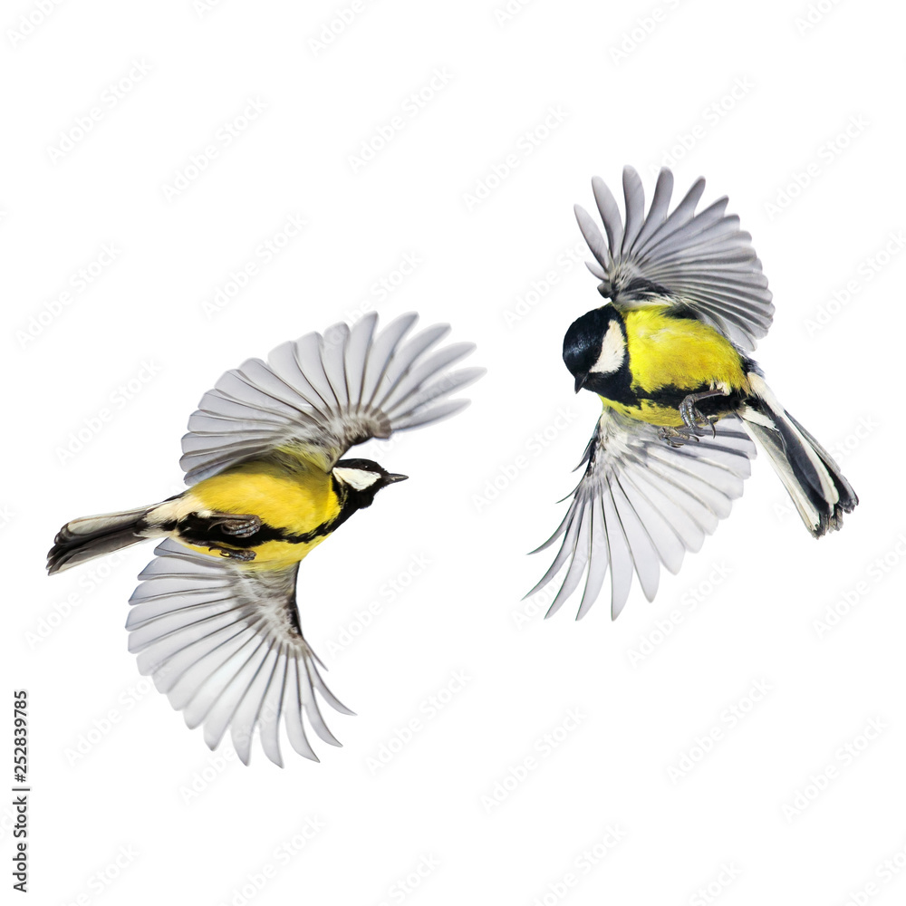 two small songbirds tit fly widely spreading feathers and wings on a ...