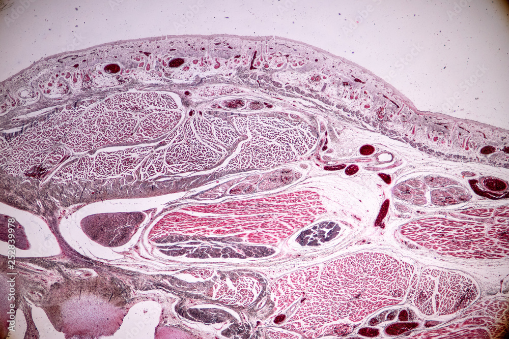 Study Histology of human, tissue bone under the microscopic in ...