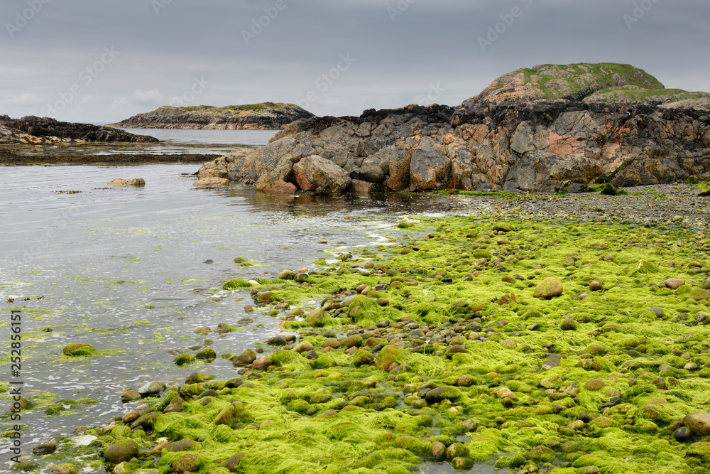 Bright green string algae on rocks at shore of The Bay at the Back of ...