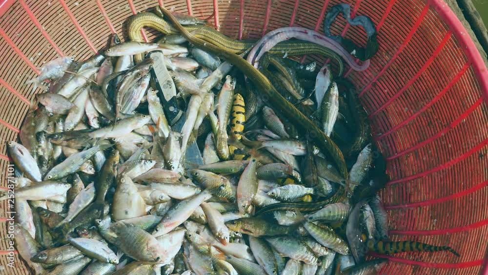 Water snakes with fishes caught in lake and bunched up in a plastic ...