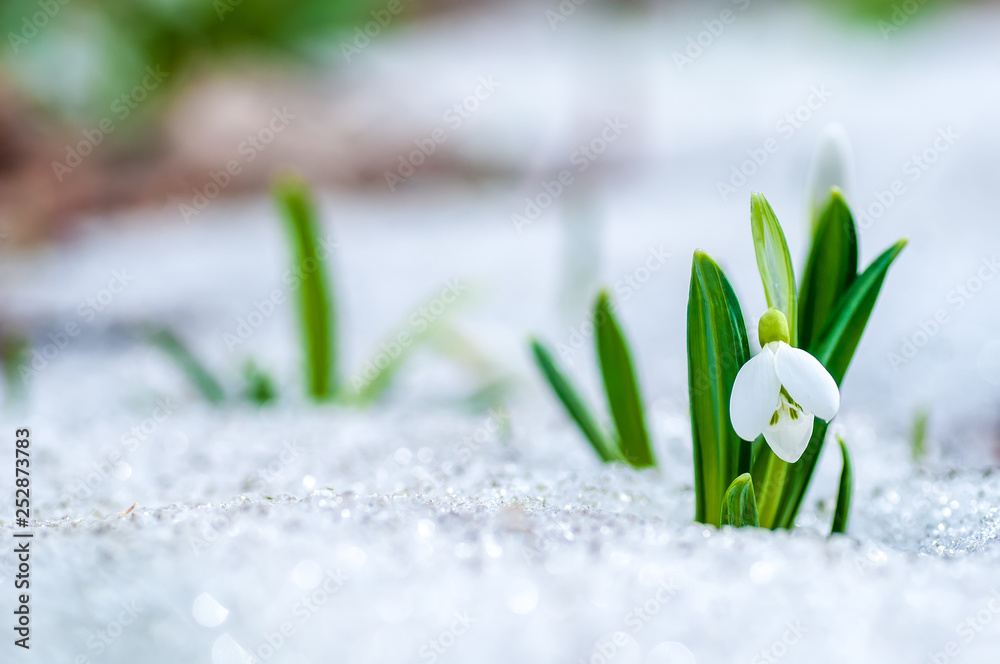 Early Spring Photography