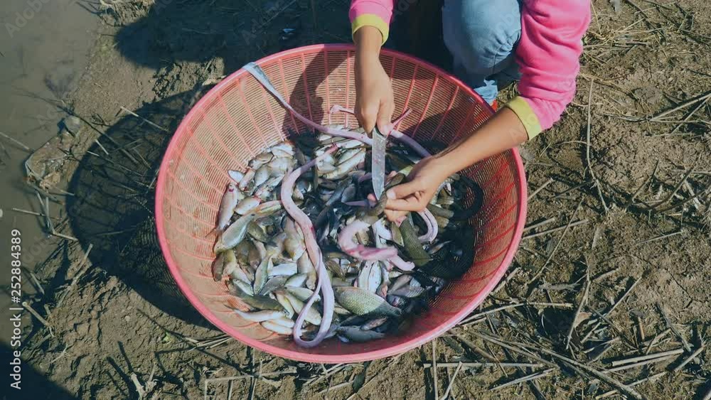 Water snakes with fishes caught in lake and bunched up in a plastic ...