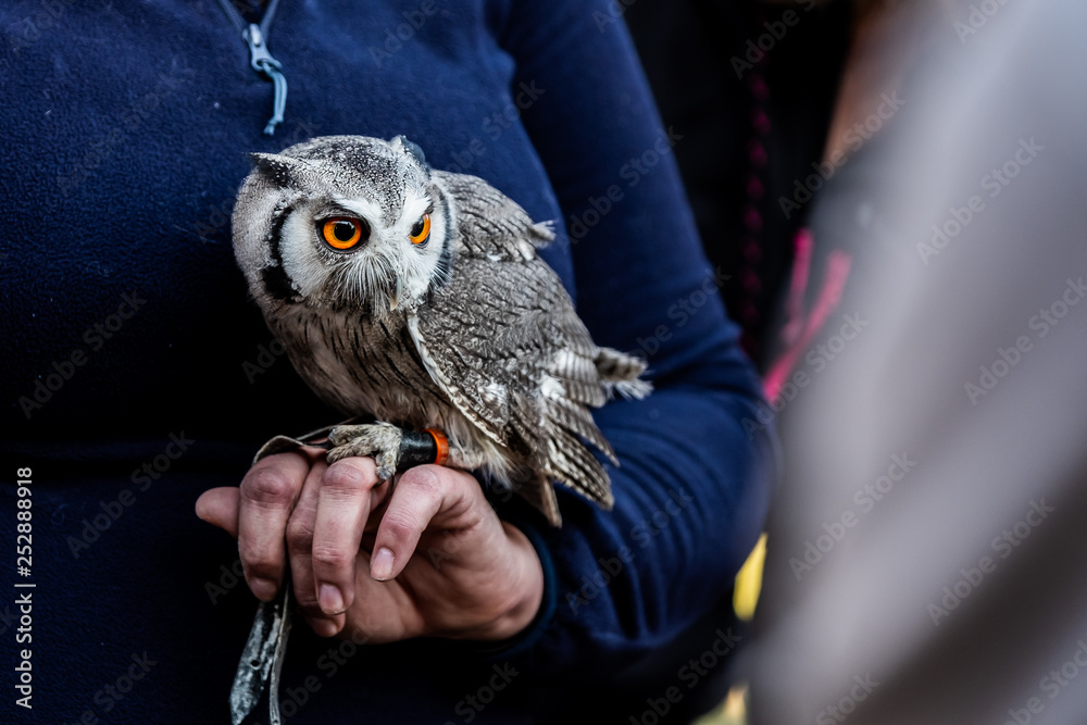Hibou petit-duc à face blanche dans les mains de son fauconnier Stock ...