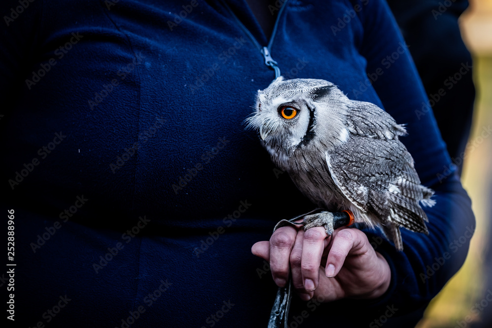 Hibou petit-duc à face blanche dans les mains de son fauconnier Stock ...