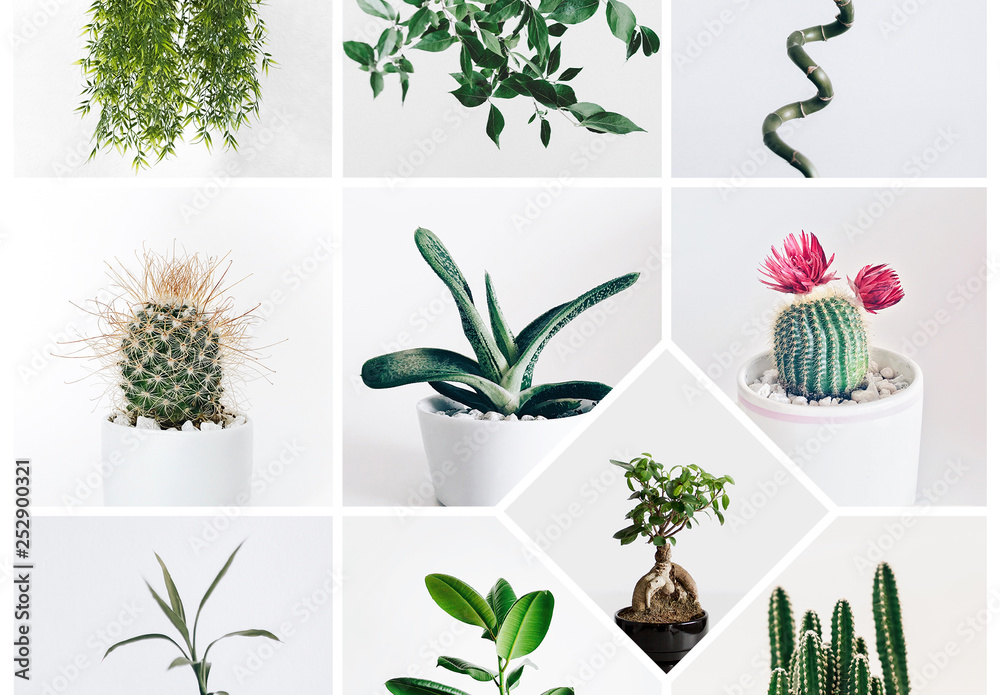 Social Media Post Layouts with Photo Collages Stock Template | Adobe Stock