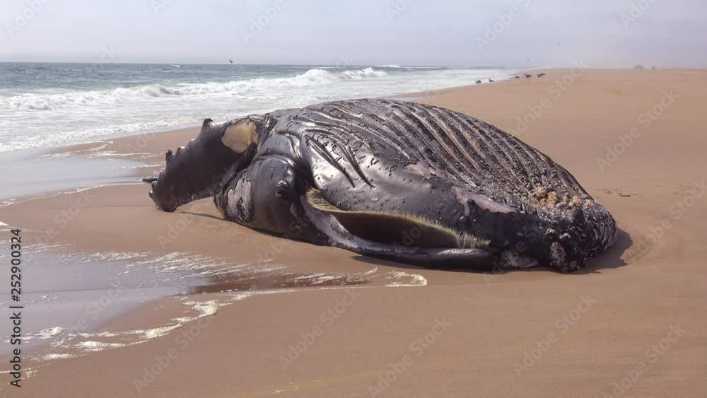 A dead humpback whale lying on an abandoned beach along the Atlantic ...